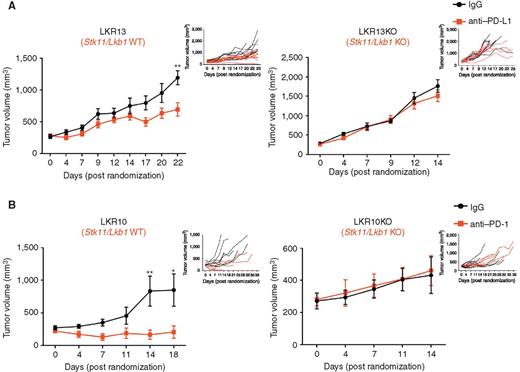 STK11/LKB1 Mutations and PD-1 Inhibitor Resistance in KRAS-Mutant Lung ...