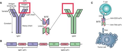 CARs versus BiTEs: A Comparison between T Cell–Redirection Strategies ...