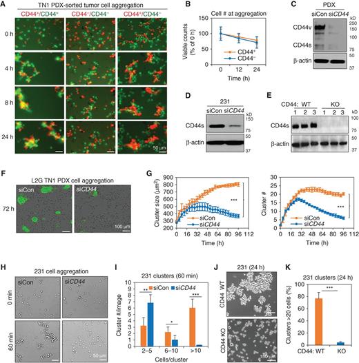 Homophilic CD44 Interactions Mediate Tumor Cell Aggregation and ...