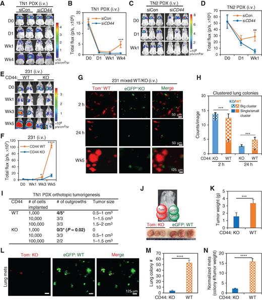 Homophilic CD44 Interactions Mediate Tumor Cell Aggregation and ...