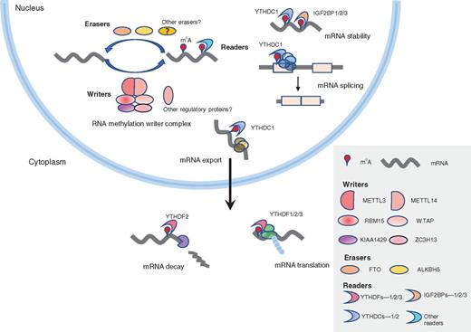 The Biology of m6A RNA Methylation in Normal and Malignant ...