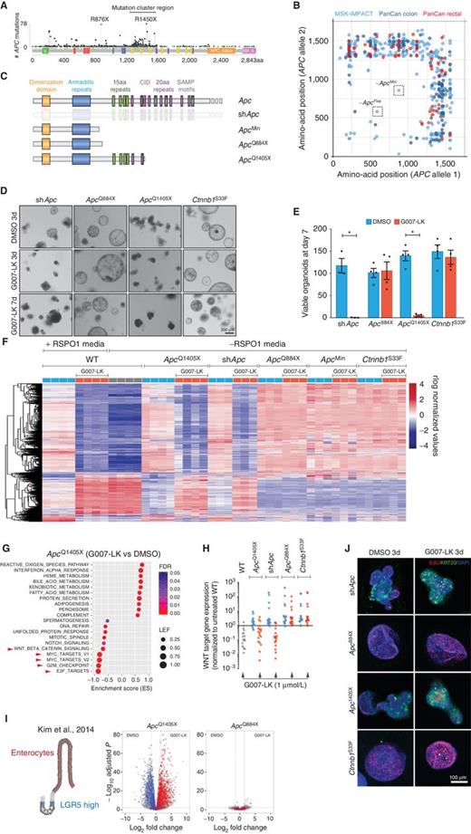 Distinct Colorectal Cancer Associated Apc Mutations Dictate Response To
