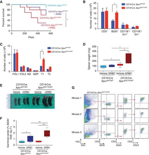 Altered Nuclear Export Signal Recognition As A Driver Of Oncogenesis