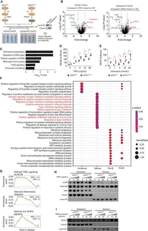 Altered Nuclear Export Signal Recognition as a Driver of Oncogenesis ...