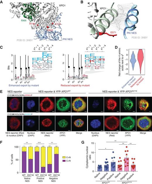 Altered Nuclear Export Signal Recognition As A Driver Of Oncogenesis