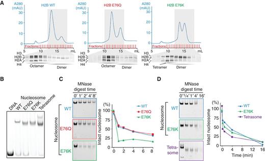 A Mutation in Histone H2B Represents a New Class of Oncogenic Driver ...