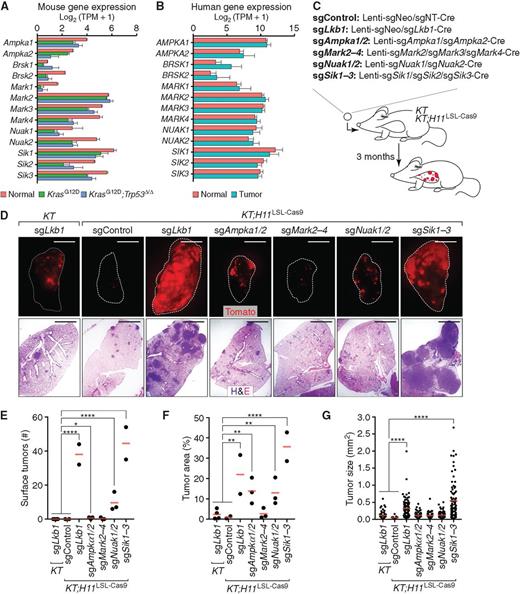 An LKB1–SIK Axis Suppresses Lung Tumor Growth and Controls ...