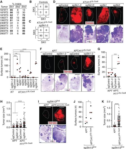 An LKB1–SIK Axis Suppresses Lung Tumor Growth and Controls ...