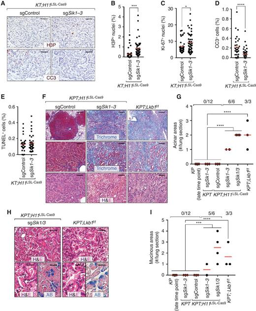 An LKB1–SIK Axis Suppresses Lung Tumor Growth and Controls ...