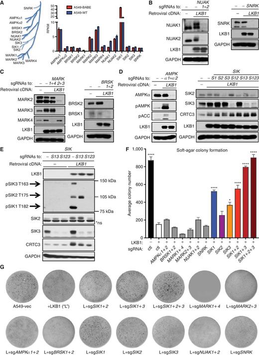 The AMPK-Related Kinases SIK1 and SIK3 Mediate Key Tumor-Suppressive ...