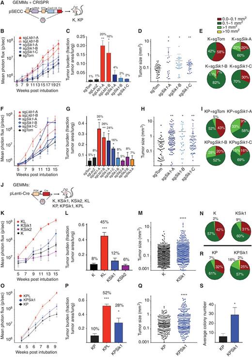 The AMPK-Related Kinases SIK1 and SIK3 Mediate Key Tumor-Suppressive ...