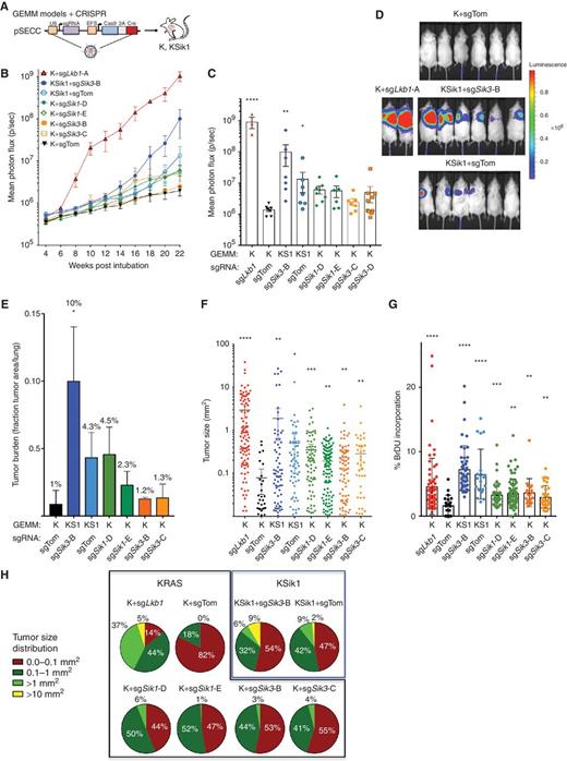 The AMPK-Related Kinases SIK1 and SIK3 Mediate Key Tumor-Suppressive ...