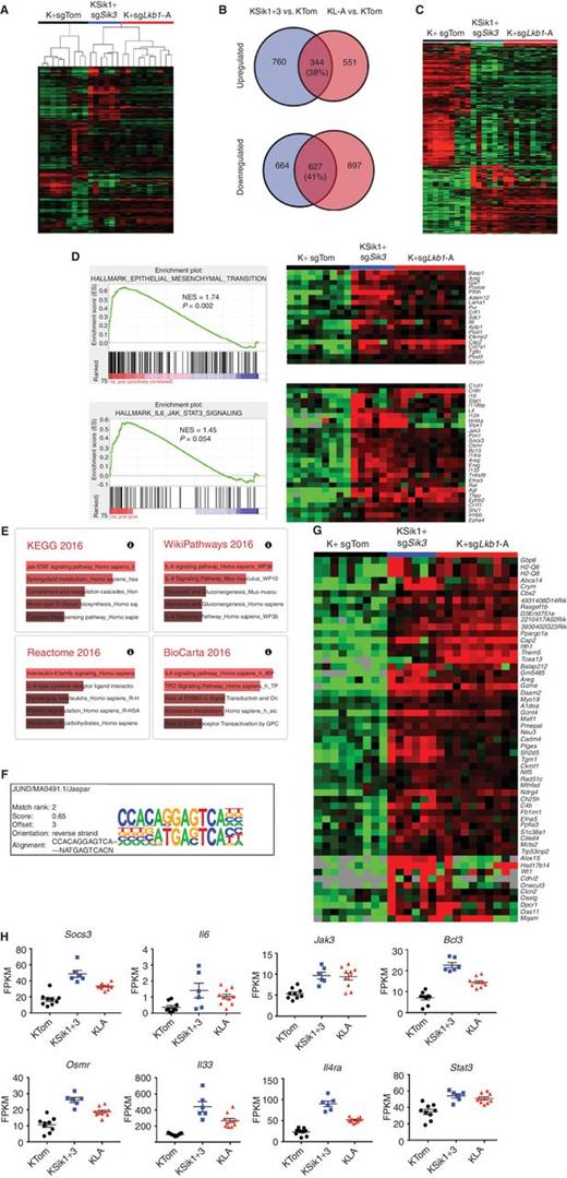The AMPK-Related Kinases SIK1 and SIK3 Mediate Key Tumor-Suppressive ...