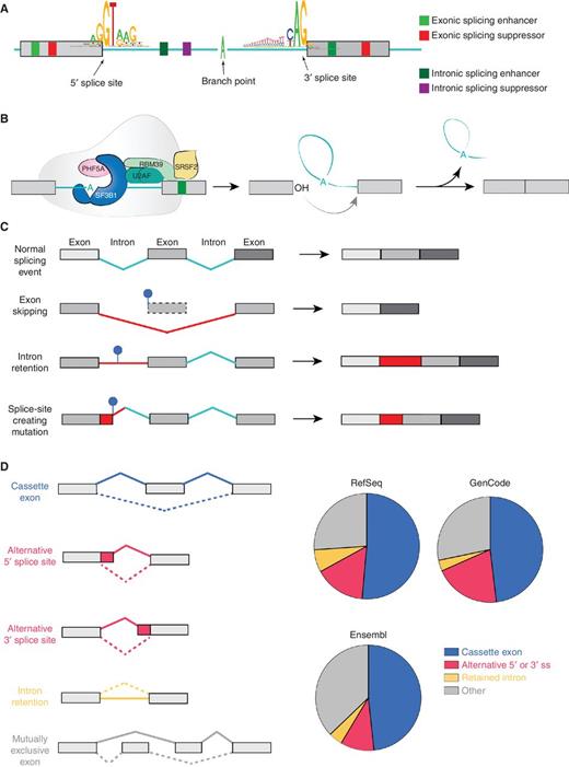 Altered RNA Processing in Cancer Pathogenesis and Therapy | Cancer ...