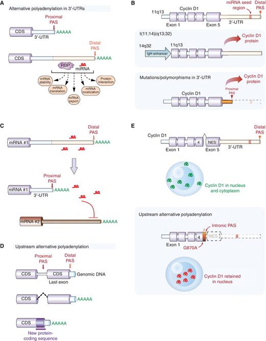 Altered RNA Processing in Cancer Pathogenesis and Therapy | Cancer ...