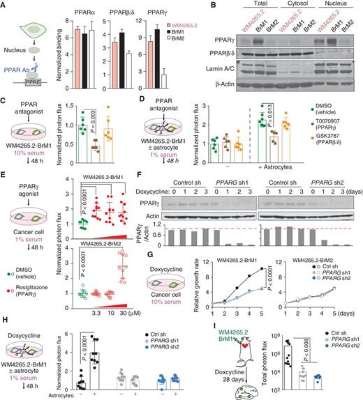 Polyunsaturated Fatty Acids from Astrocytes Activate PPARγ Signaling in ...
