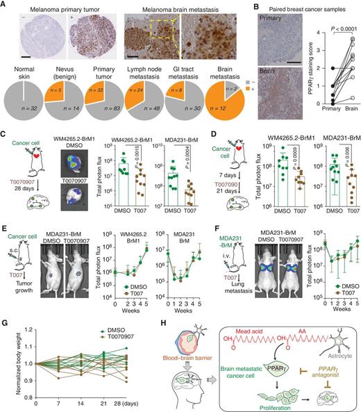 Polyunsaturated Fatty Acids from Astrocytes Activate PPARγ Signaling in ...