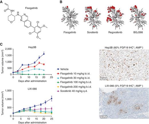 First-in-Human Phase I Study of Fisogatinib (BLU-554) Validates ...