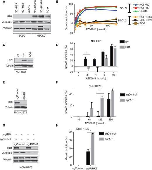 Cells Lacking the RB1 Tumor Suppressor Gene Are Hyperdependent on ...