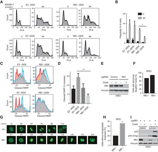 Cells Lacking the RB1 Tumor Suppressor Gene Are Hyperdependent on ...