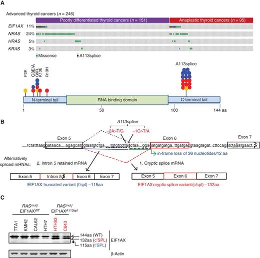 EIF1AX and RAS Mutations Cooperate to Drive Thyroid Tumorigenesis ...