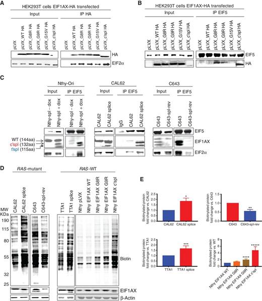 EIF1AX and RAS Mutations Cooperate to Drive Thyroid Tumorigenesis ...