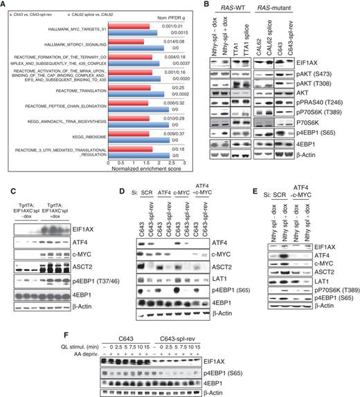 EIF1AX and RAS Mutations Cooperate to Drive Thyroid Tumorigenesis ...
