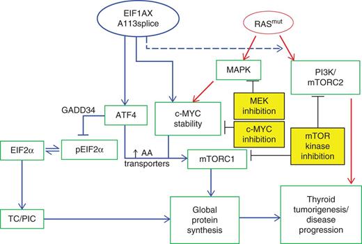 EIF1AX and RAS Mutations Cooperate to Drive Thyroid Tumorigenesis ...
