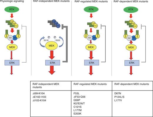 Targeting Alterations in the RAF–MEK Pathway | Cancer Discovery ...