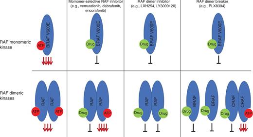 Targeting Alterations in the RAF–MEK Pathway | Cancer Discovery ...
