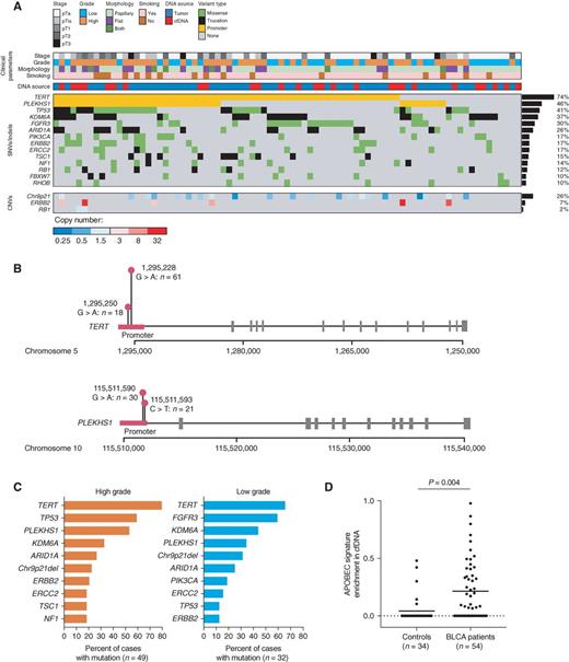 Detection and Surveillance of Bladder Cancer Using Urine Tumor DNA ...