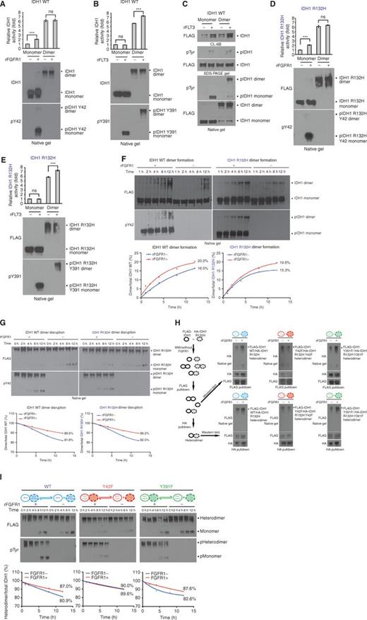 Mutant and Wild-Type Isocitrate Dehydrogenase 1 Share Enhancing ...