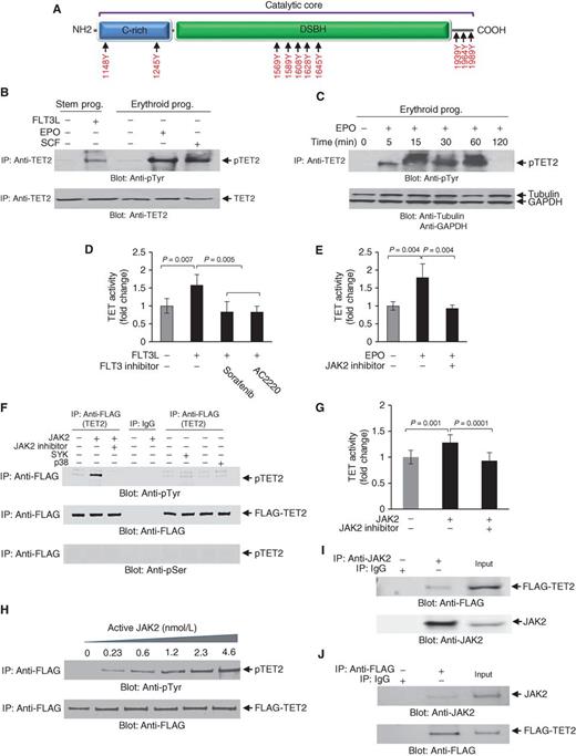 Cytokine-Regulated Phosphorylation and Activation of TET2 by JAK2 in ...