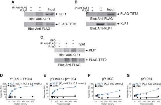 Cytokine-Regulated Phosphorylation and Activation of TET2 by JAK2 in ...