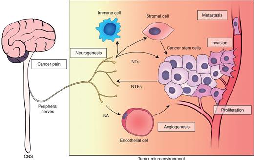 Tumor Neurobiology and the War of Nerves in Cancer | Cancer Discovery ...