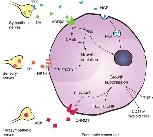 Tumor Neurobiology and the War of Nerves in Cancer | Cancer Discovery ...