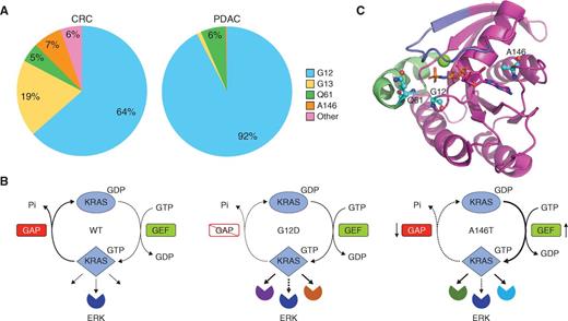 RAS Mutations Are Not Created Equal | Cancer Discovery | American ...