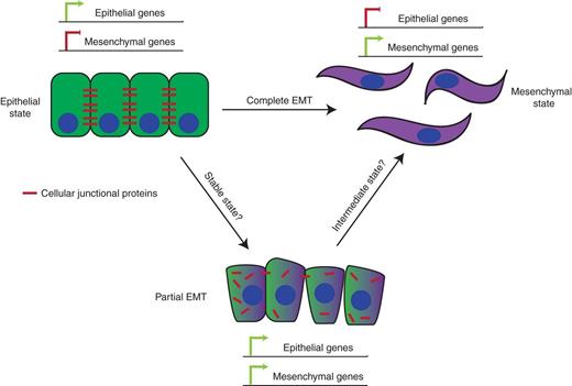 Cellular Plasticity in Cancer | Cancer Discovery | American Association ...