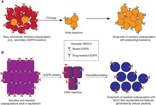 Cellular Plasticity in Cancer | Cancer Discovery | American Association ...