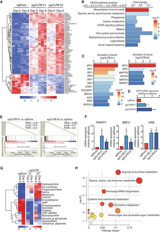 Targeting Mitochondrial Structure Sensitizes Acute Myeloid Leukemia to ...