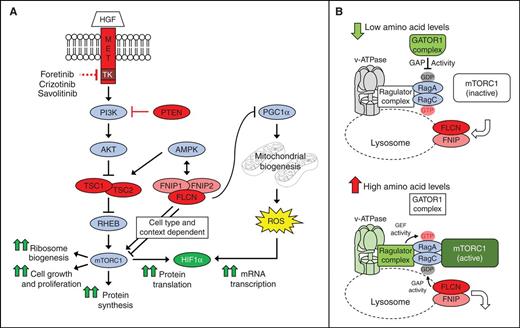 The Metabolic Basis of Kidney Cancer | Cancer Discovery | American ...