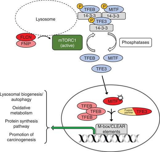 The Metabolic Basis of Kidney Cancer | Cancer Discovery | American Association for Cancer Research