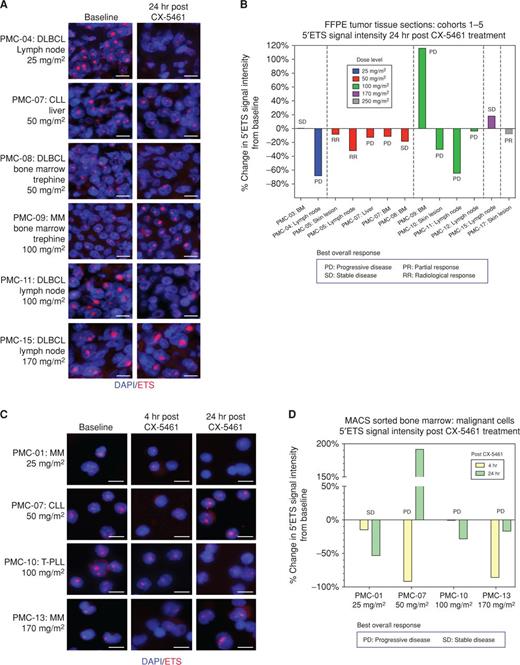 First-in-Human RNA Polymerase I Transcription Inhibitor CX-5461 in ...