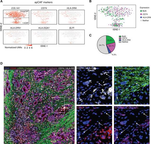 Cross-Species Single-Cell Analysis of Pancreatic Ductal Adenocarcinoma ...