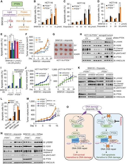 PTEN Methylation by NSD2 Controls Cellular Sensitivity to DNA Damage ...