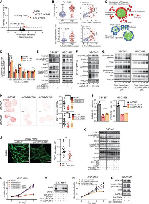 Glioma Stem Cell–Specific Superenhancer Promotes Polyunsaturated Fatty ...