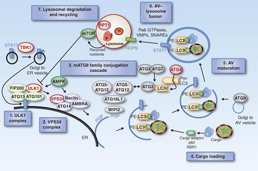 Targeting Autophagy in Cancer: Recent Advances and Future Directions ...