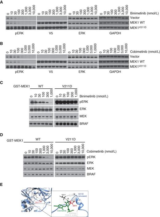 V211D Mutation in MEK1 Causes Resistance to MEK Inhibitors in Colon ...