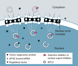 XPO1 Inhibitor Approved for Multiple Myeloma | Cancer Discovery ...