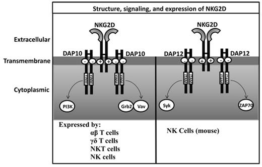 NKG2D ligands as therapeutic targets | Cancer Immunity | American ...